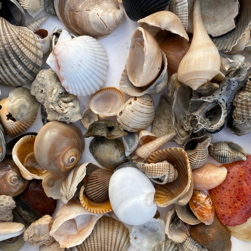 Natural Sea Shells - Etsy
