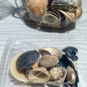Large Bag, Medium/large Size Natural Seashell Variety Lot for Crafting ...