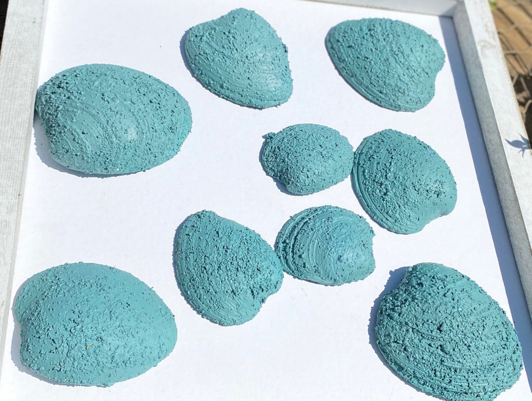 9 Sea-foam, Textured, Locally Found and Hand-chosen Sea Shells for ...