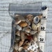 Tiny Mini Small Natural Sea Shell Variety Lot for Crafting, DIY or ...