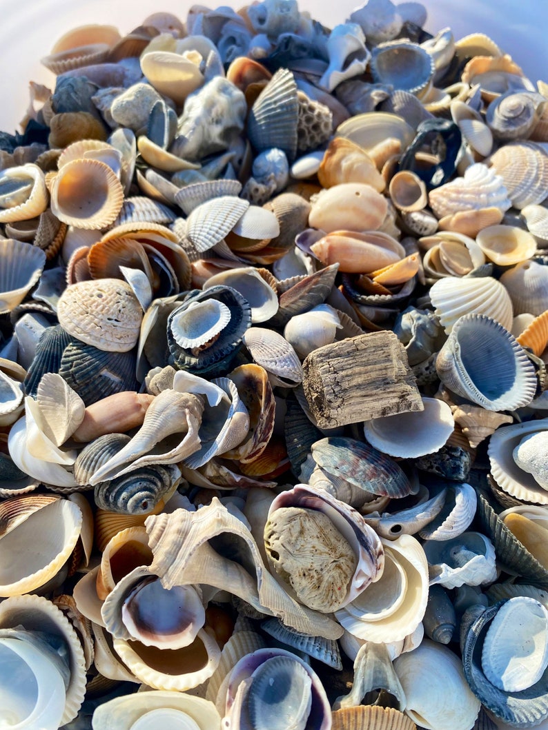 Tiny Small Seashells Variety Lot for Crafting DIY Beach or - Etsy