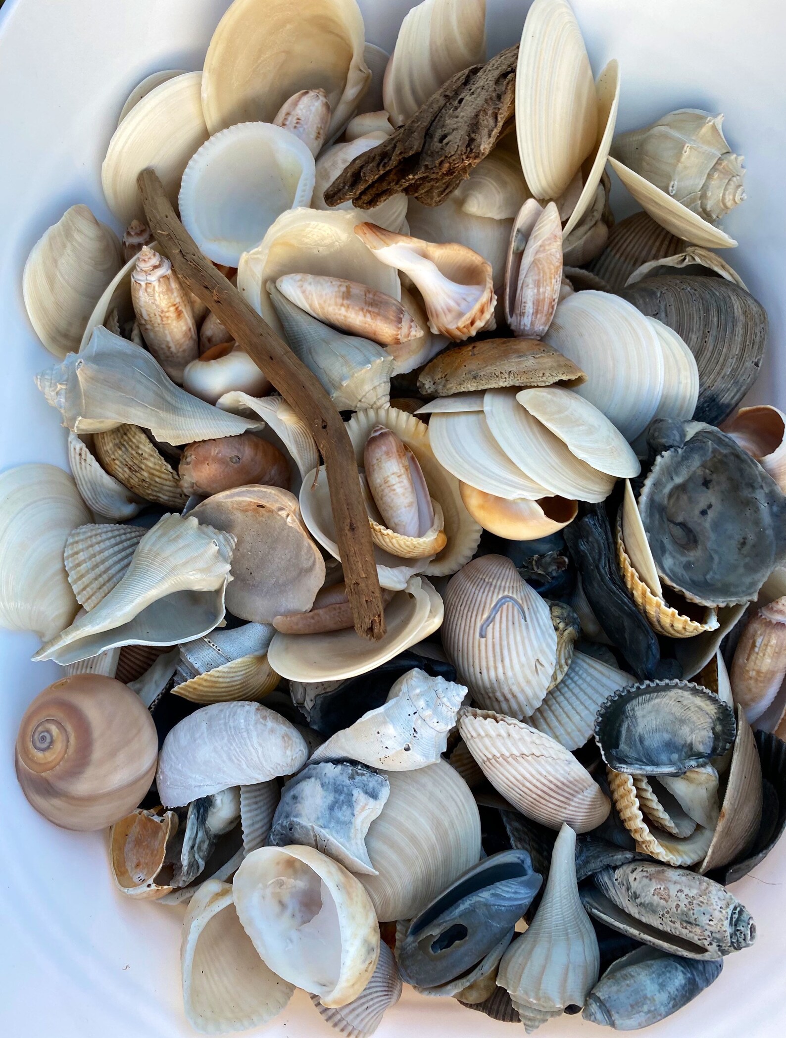 Large Bag, Medium/large Size Natural Seashell Variety Lot for Crafting ...