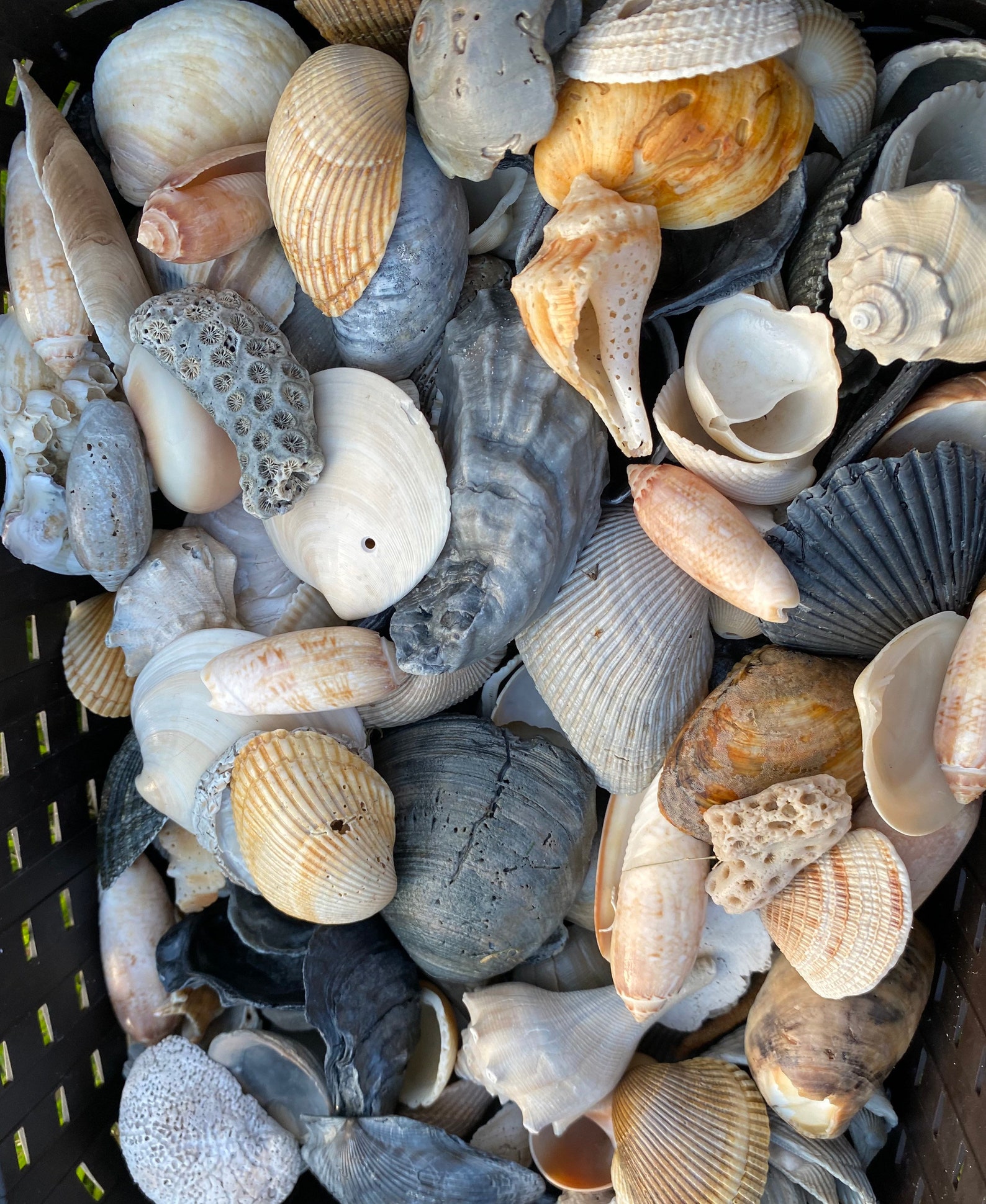 Large Bag, Medium/large Size Natural Seashell Variety Lot for Crafting ...