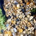 Tiny Mini Small Natural Sea Shell Variety Lot for Crafting, DIY or ...