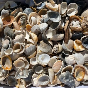 Tiny Mini Small Natural Sea Shell Variety Lot for Crafting, DIY or ...