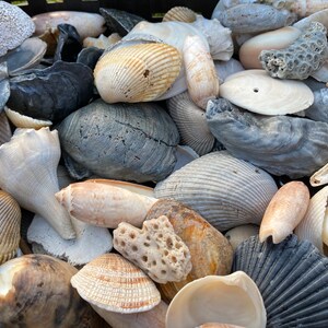 Large Bag, Medium/large Size Natural Seashell Variety Lot for Crafting ...
