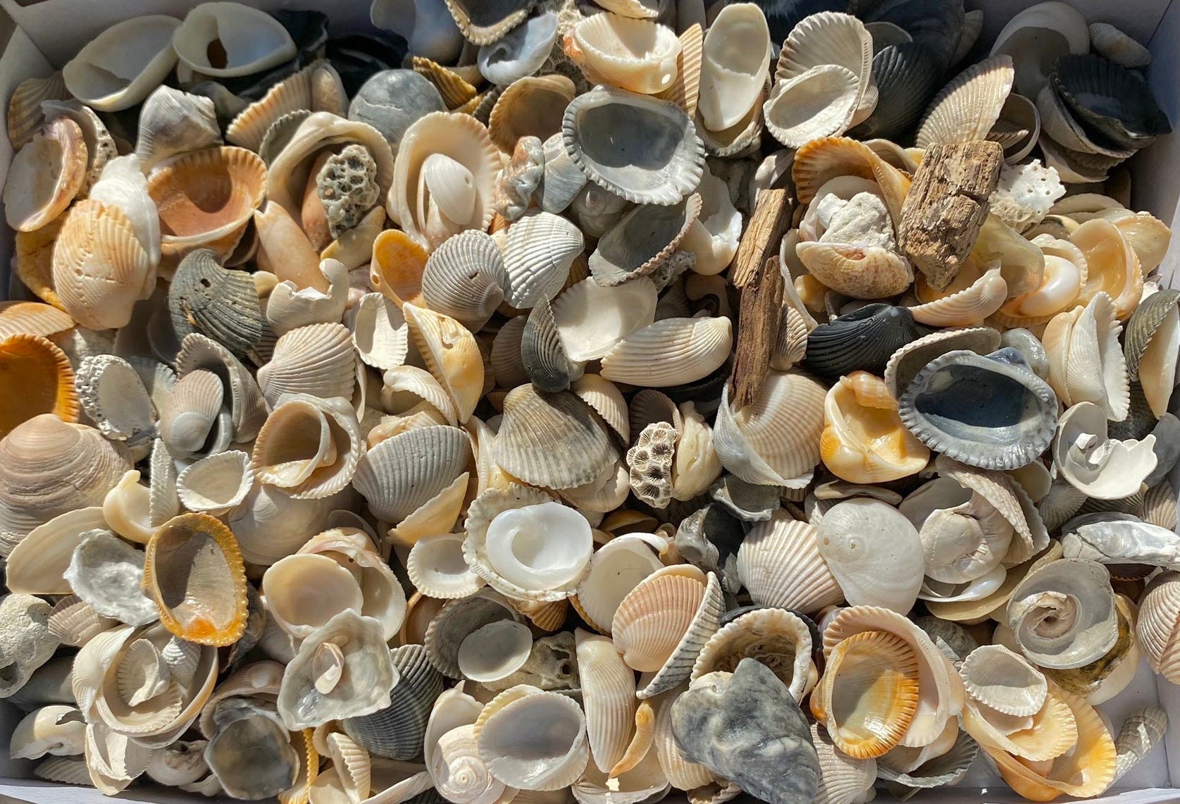 Tiny Small Seashells Variety Lot for Crafting DIY Beach or - Etsy