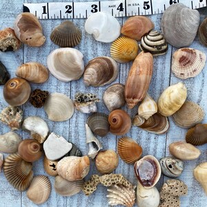 Multi-size Lot of Natural Sea Shells for Crafting DIY Projects - Etsy