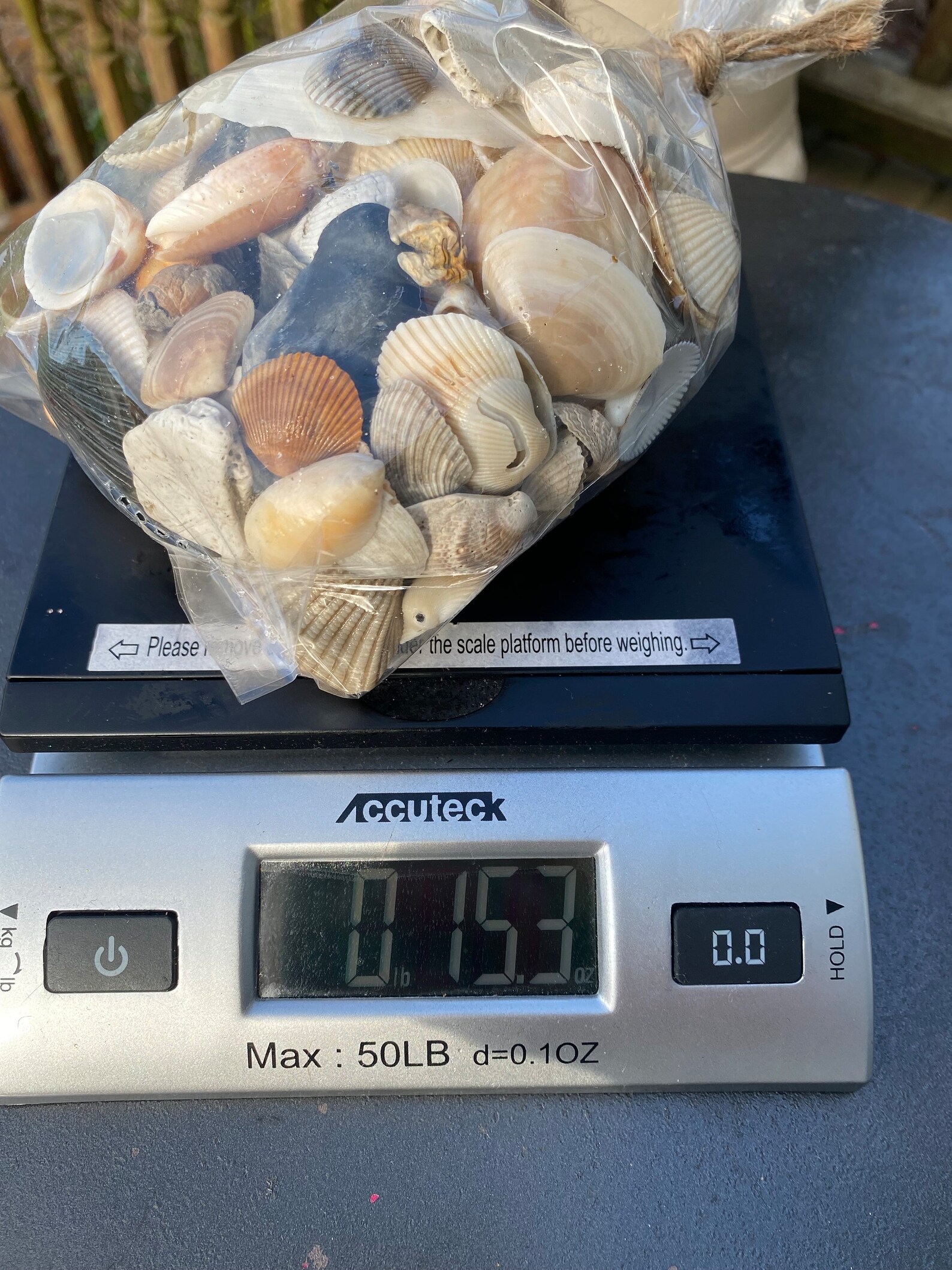Multi-size Lot of Natural Sea Shells for Crafting DIY Projects - Etsy