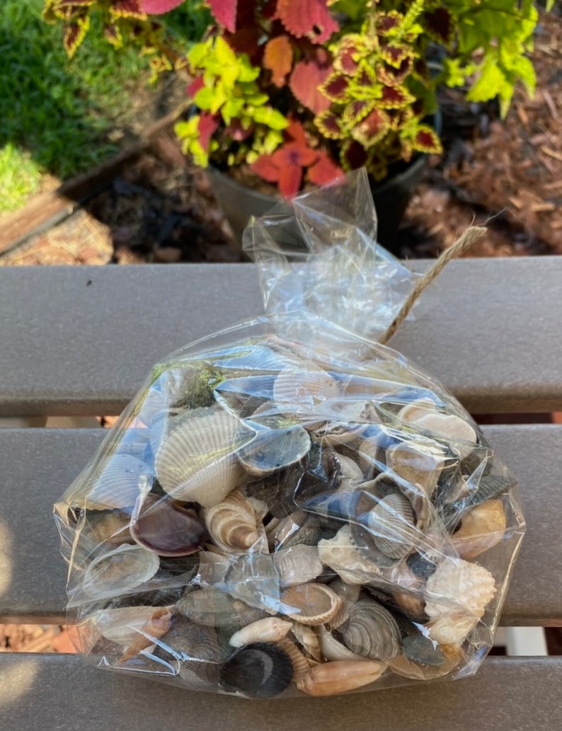 Tiny Small Seashells Variety Lot for Crafting DIY Beach or - Etsy
