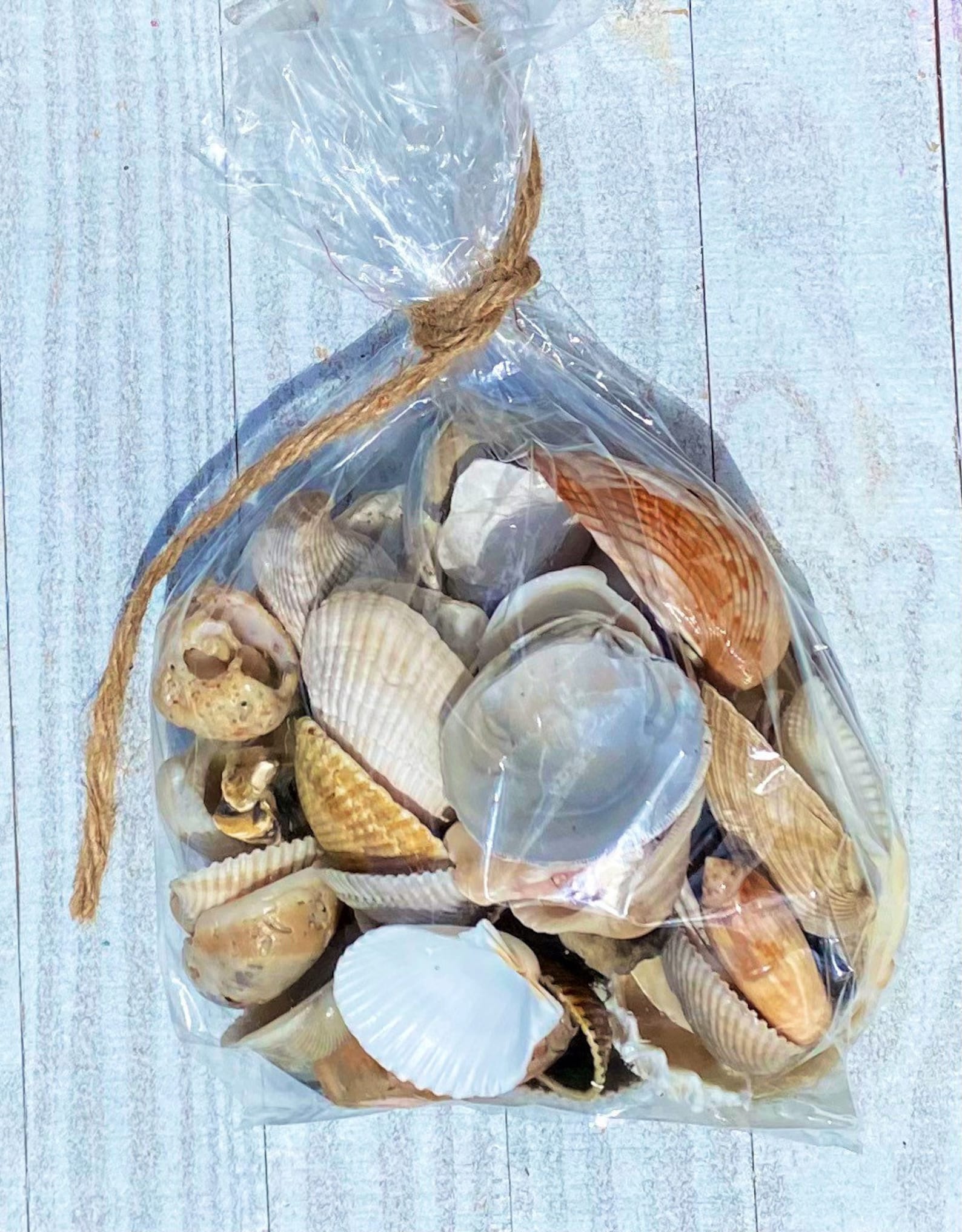 Large Bag, Medium/large Size Natural Seashell Variety Lot for Crafting ...