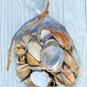 Large Bag, Medium/large Size Natural Seashell Variety Lot for Crafting ...