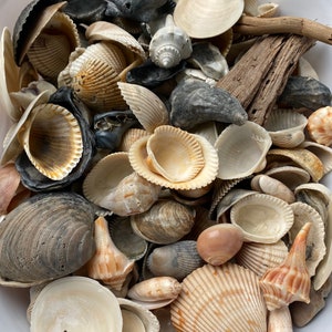 Large Bag, Medium/large Size Natural Seashell Variety Lot for Crafting ...