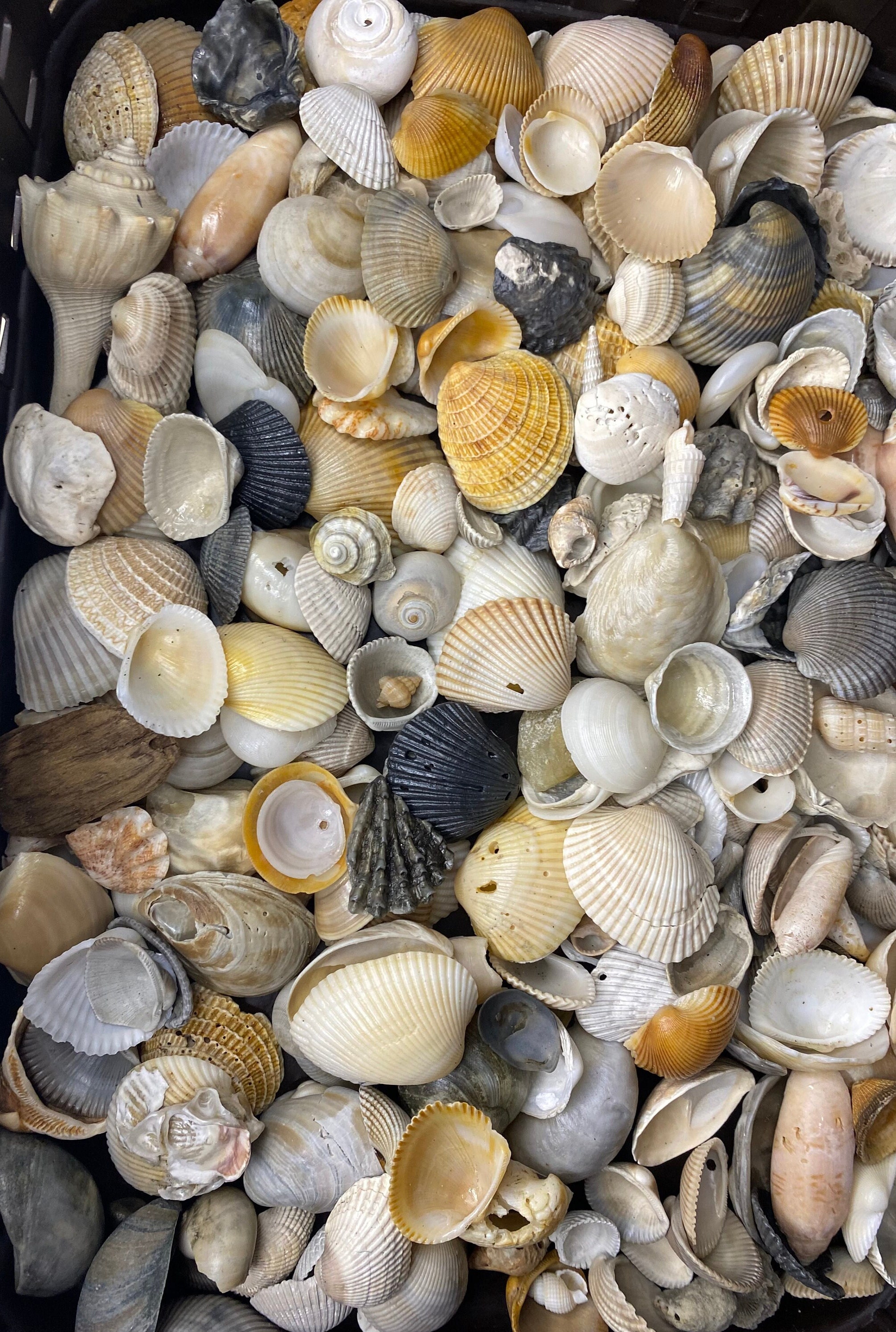 Multi-size Lot of Natural Sea Shells for Crafting DIY Projects - Etsy
