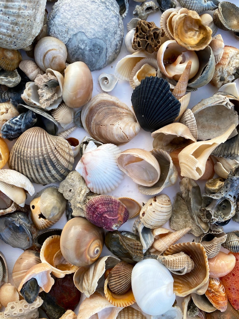 Large Bag, Medium/large Size Natural Seashell Variety Lot for Crafting ...