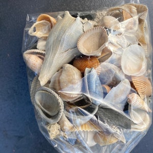 Multi-size Lot of Natural Sea Shells for Crafting DIY Projects - Etsy