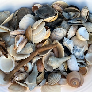 Large Bag, Medium/large Size Natural Seashell Variety Lot for Crafting ...