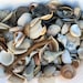 Large Bag, Medium/large Size Natural Seashell Variety Lot for Crafting ...