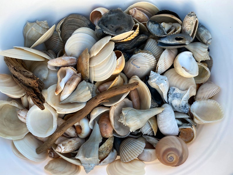 Large Bag, Medium/large Size Natural Seashell Variety Lot for Crafting ...