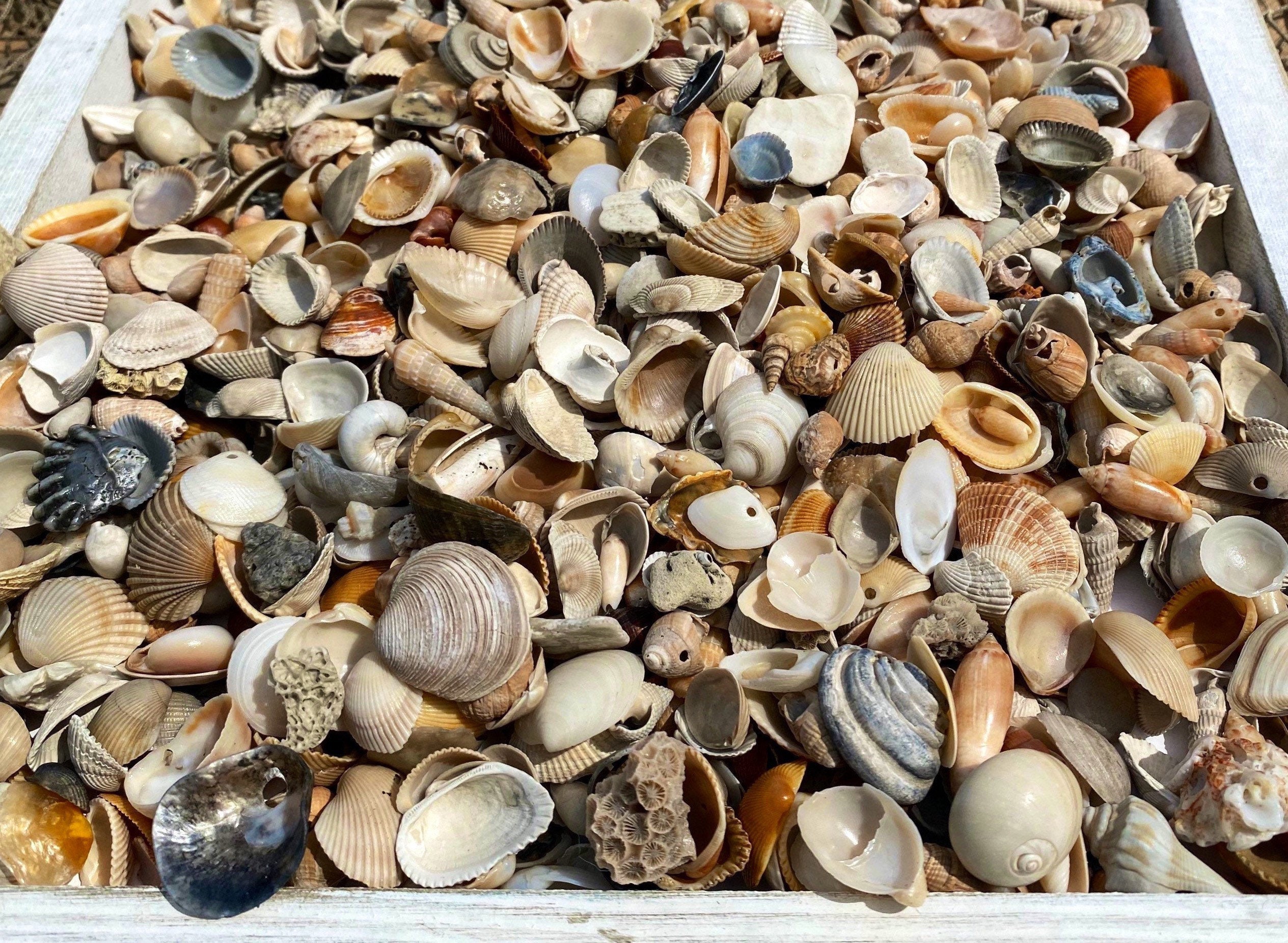 Tiny Small Seashells Variety Lot for Crafting DIY Beach or - Etsy