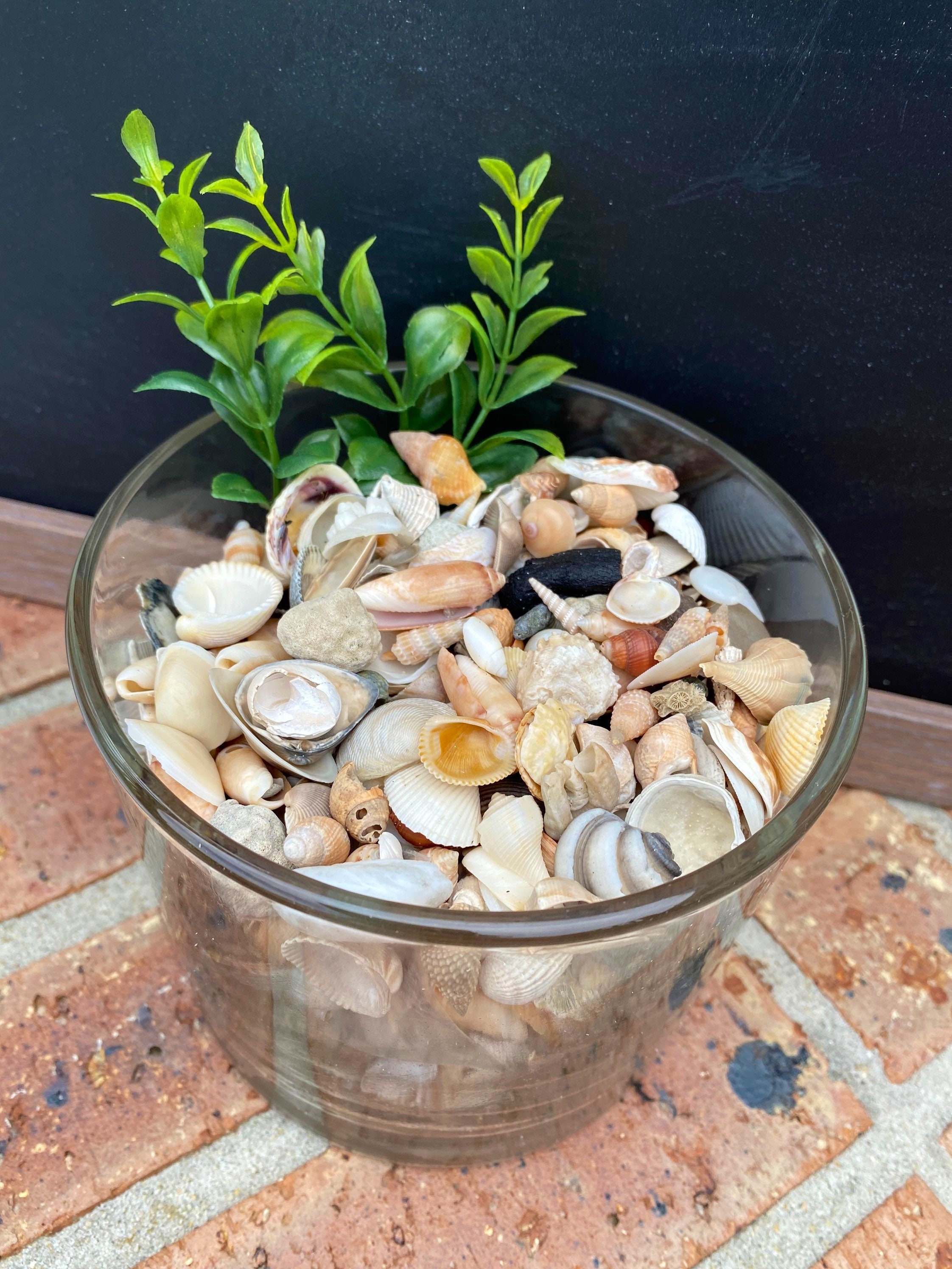 Tiny Small Seashells Variety Lot for Crafting DIY Beach or - Etsy