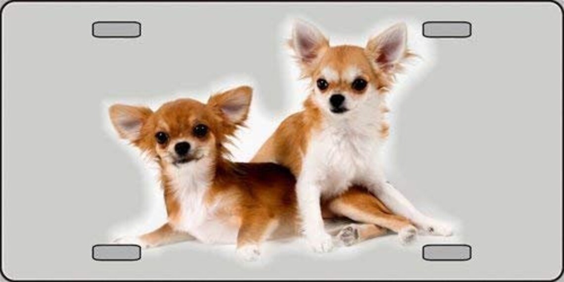 Chihuahua Dog Metal License Plate dog lovers | Etsy
