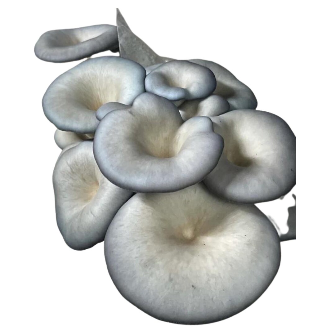 Southwest Mushrooms Blue Califonia Oyster Mycelium Liquid Culture 10ML ...