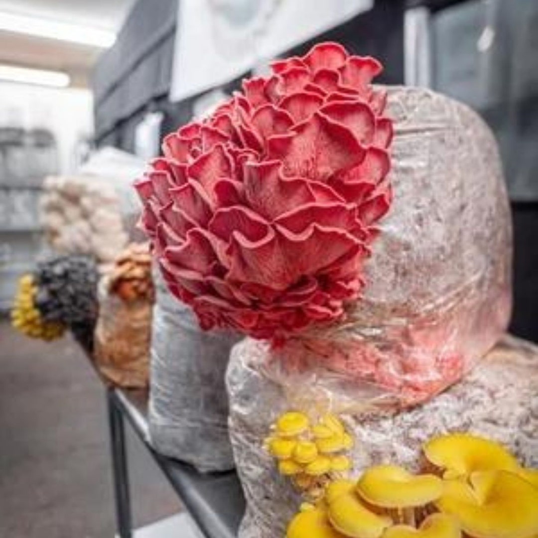 Mushroommediaonline Pink Oyster Mycelium Liquid Culture - 10ML - Etsy