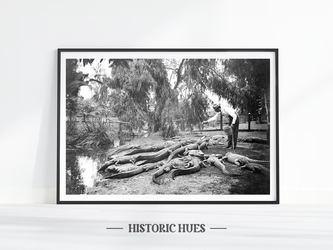 Vintage Crocodile Print, Alligator Print, Vintage Wall Art, Crocodile ...