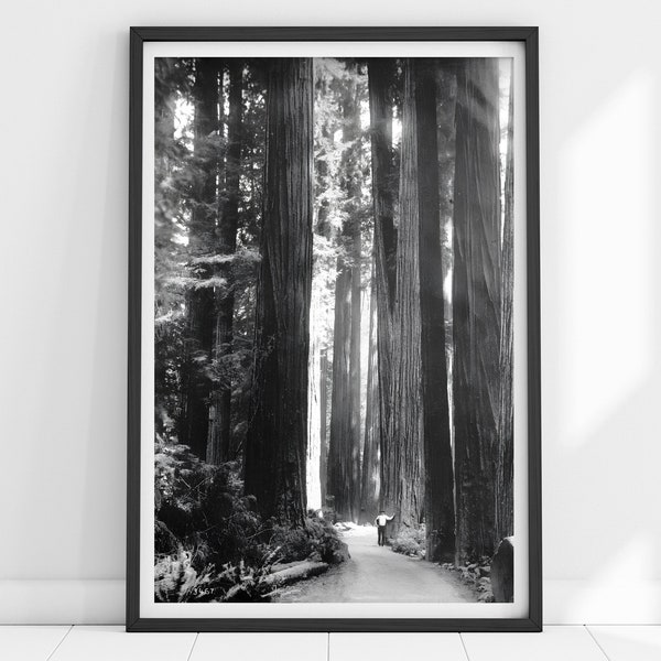 Black and White Nature Prints - Etsy