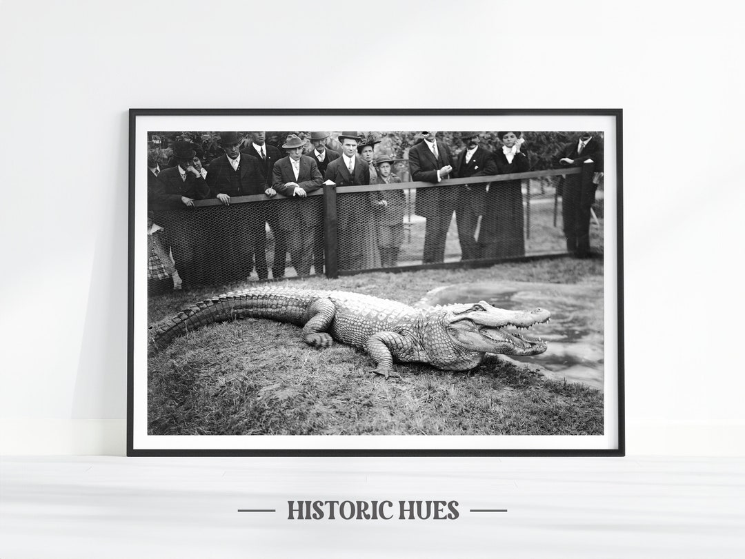 Vintage Crocodile Print, Alligator Print, Vintage Wall Art, Crocodile ...