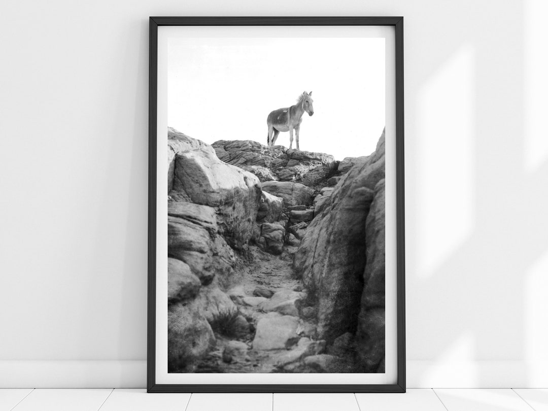 Vintage Donkey Print, Antique Animal Art, Mule Print, Donkey Art Print ...