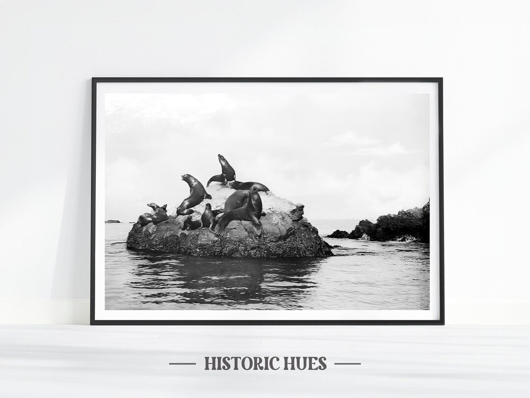 Seals Print, Vintage Seals Wall Art, Animal Photography, Black and ...