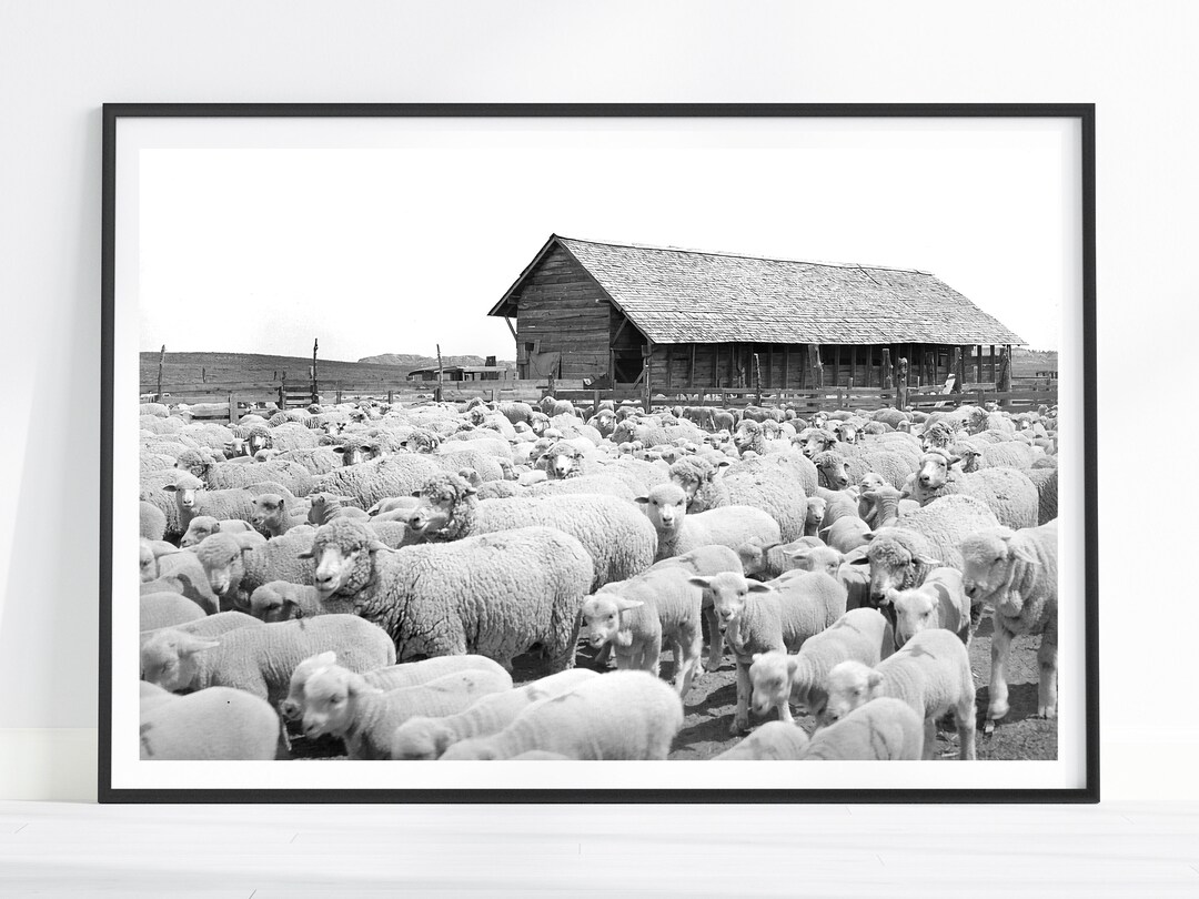 Vintage Sheep Print, Sheep Print, Sheep Wall Art, Black and White ...