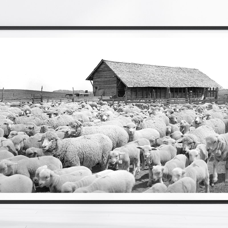 Sheep Wall Art - Etsy