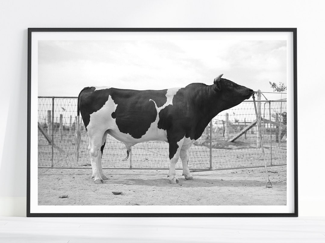 Vintage Cow Print, Cow Wall Art, Black and White Cow, Cow Photography ...