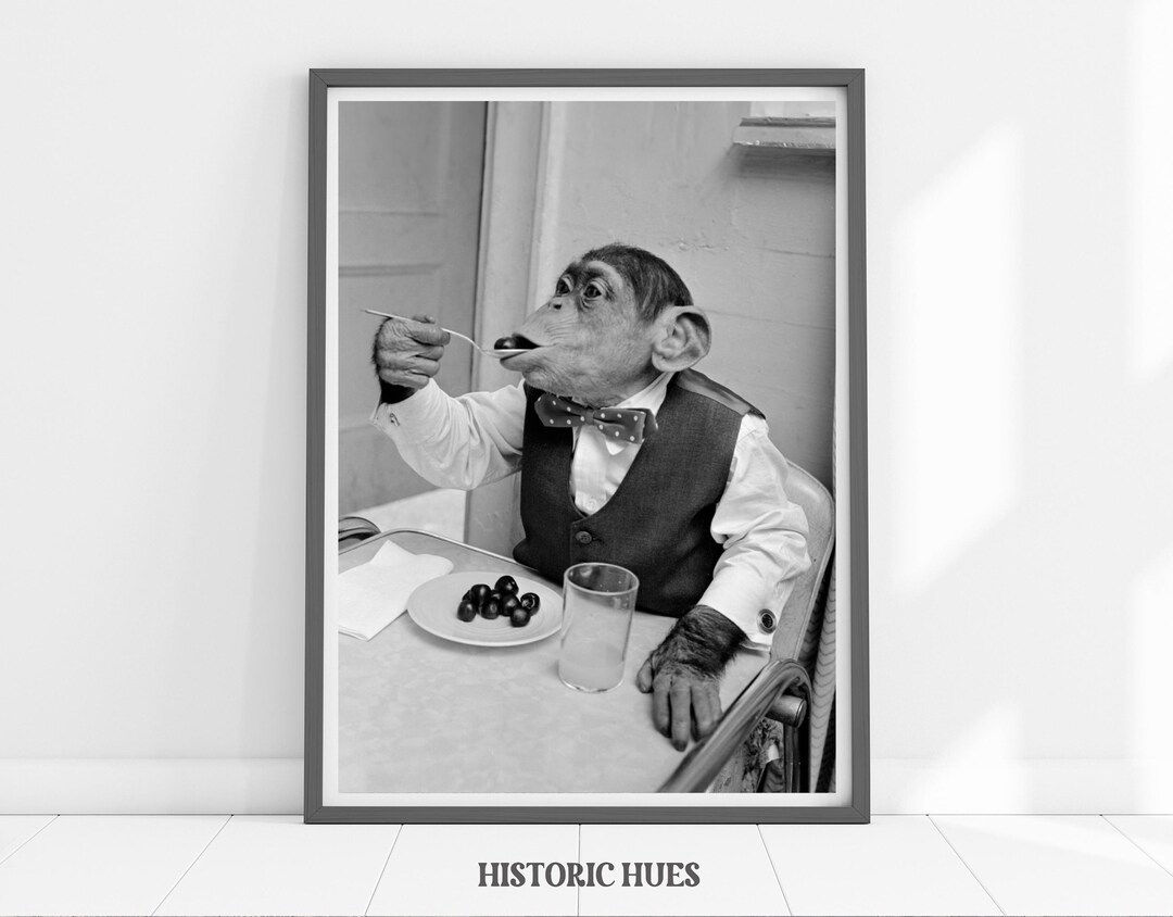Chimpanzee Print, Vintage Print, Black and White Art, Vintage Wall Art ...