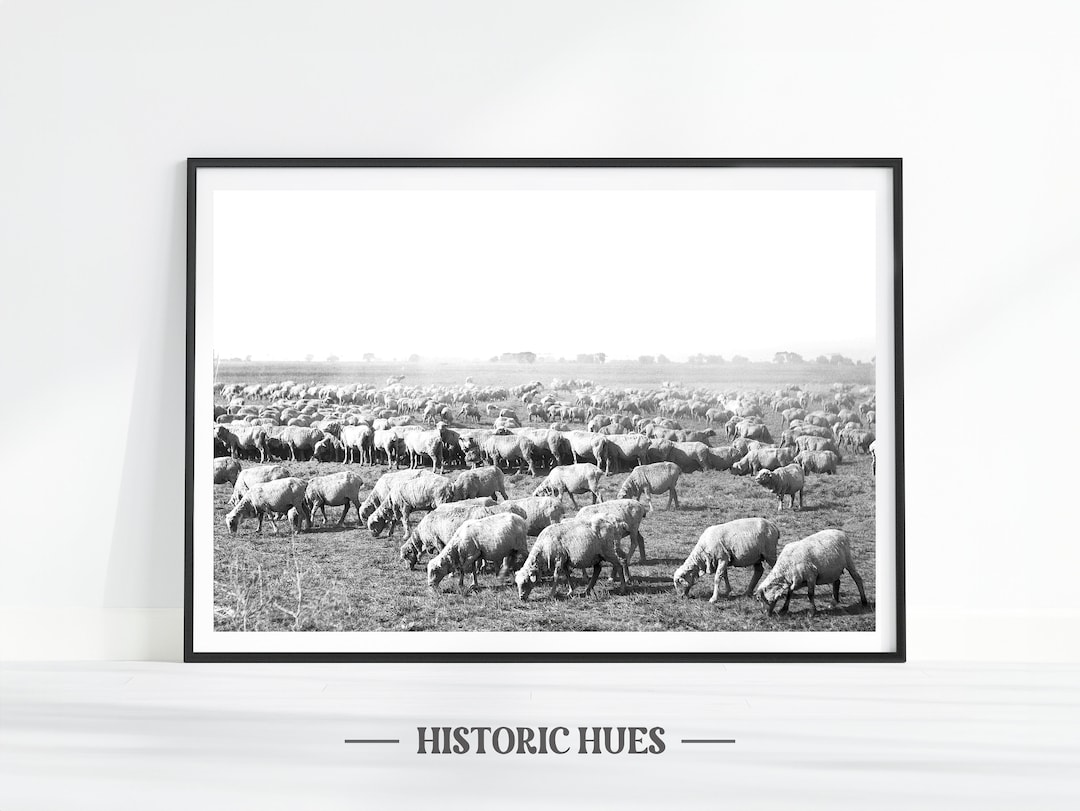 Vintage Sheep Print, Sheep Print, Sheep Wall Art, Black and White Art ...