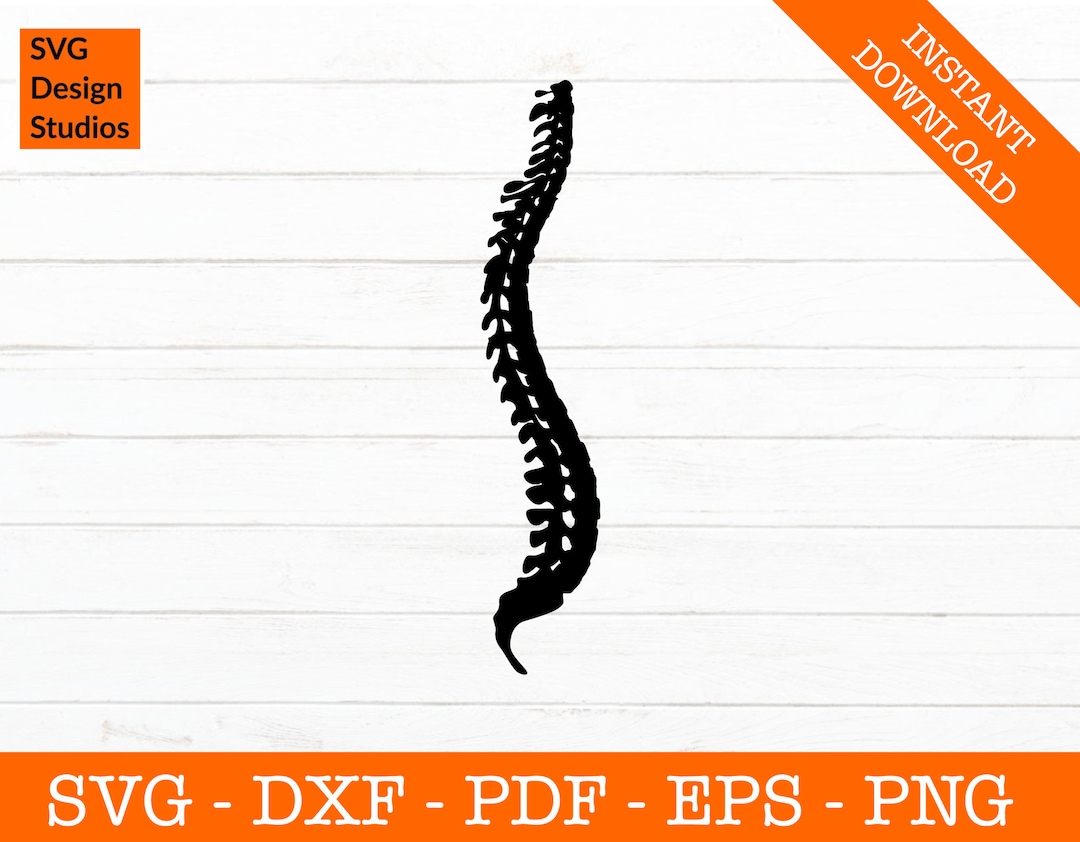 Spine Svg, Chiropractor Svg, Back Svg, Bones Svg, Spinal Column Svg ...