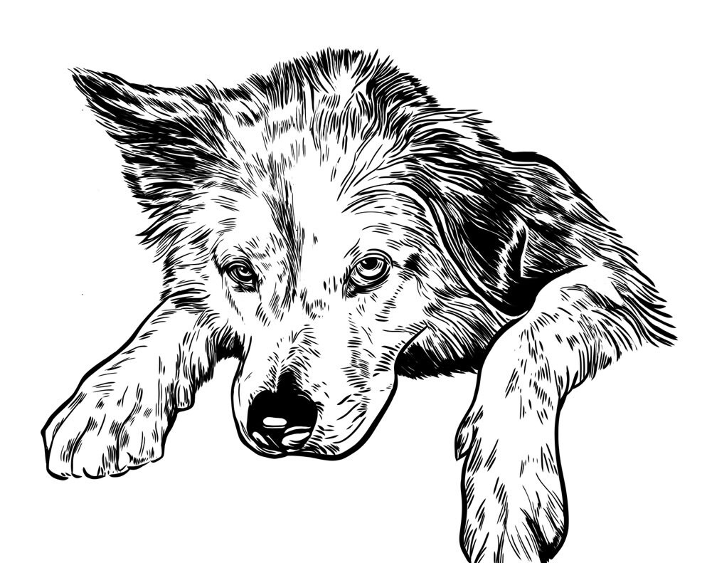 Custom Cartoon Vector Drawing Cat & Dog Portrait From Photo - Digital ...