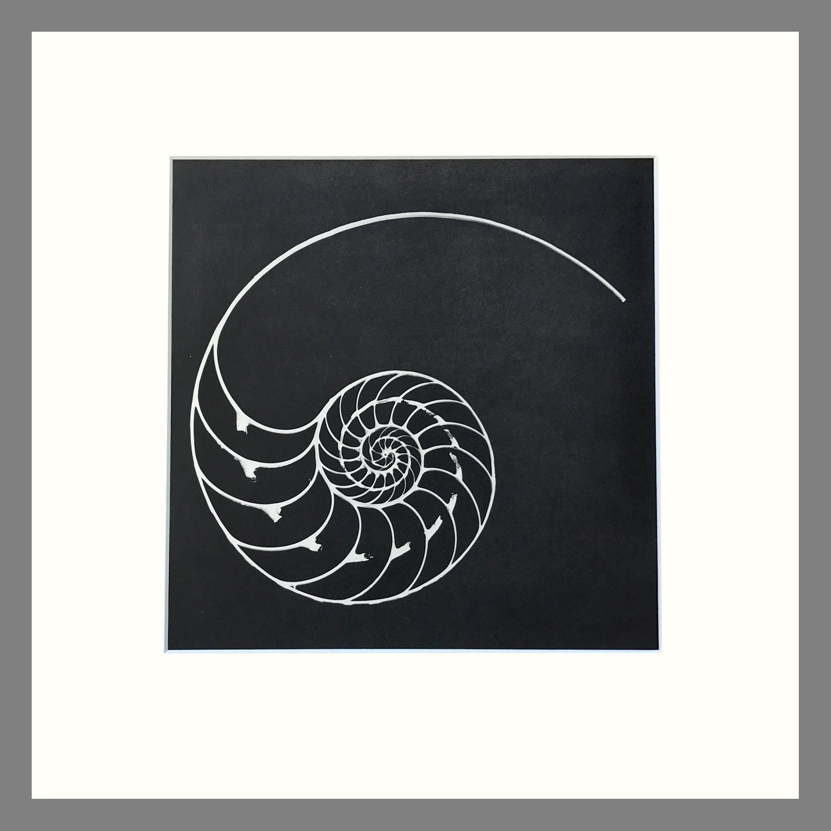 Chambered Nautilus Shell Print: Matted Black & White Photogravure 16 X ...