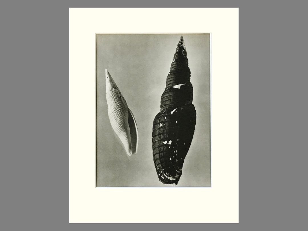 Shell Print, Miter and Mitra, Black & White Matted Photogravure, Plate ...