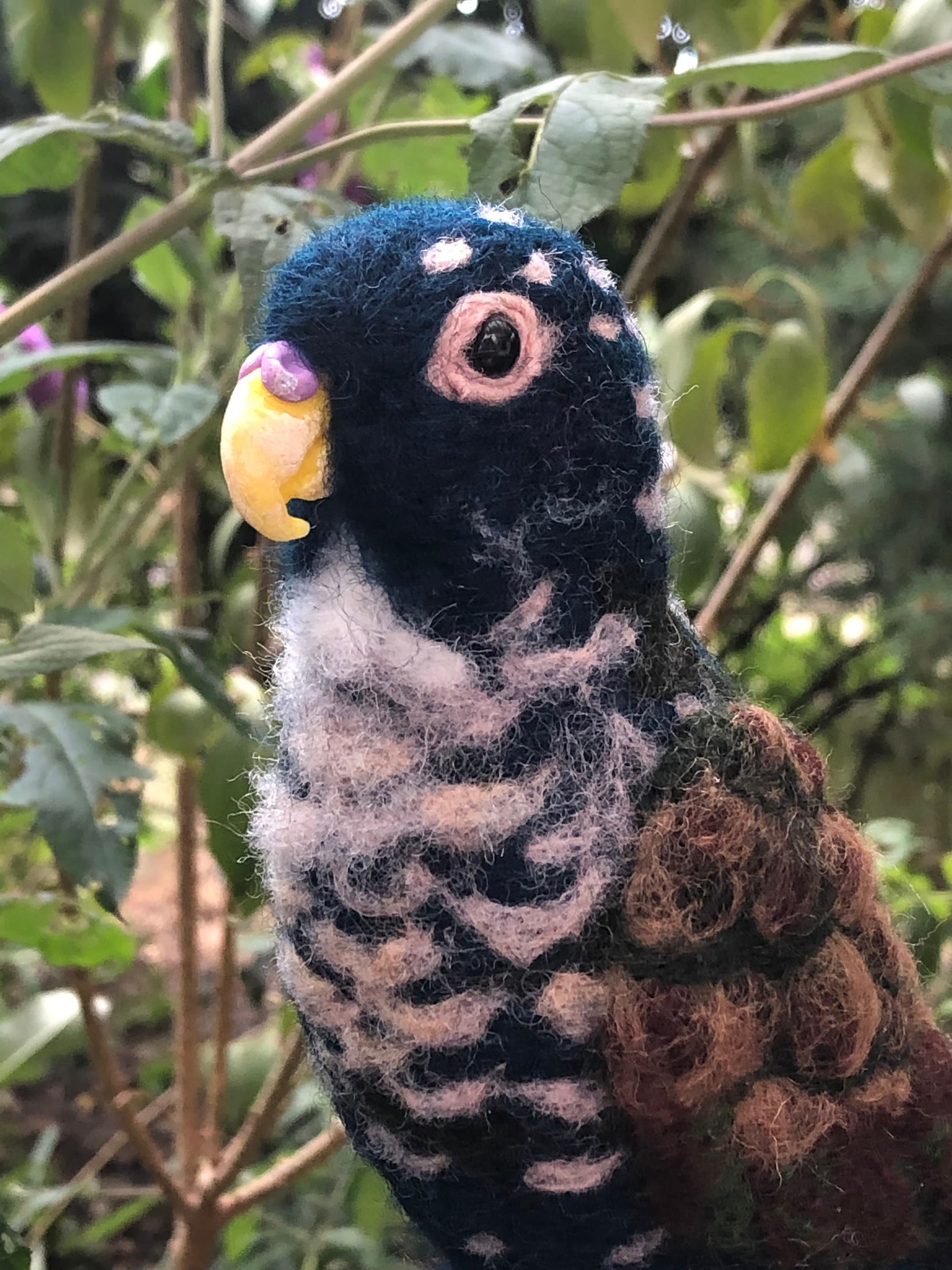 Bronze Winged Pionus