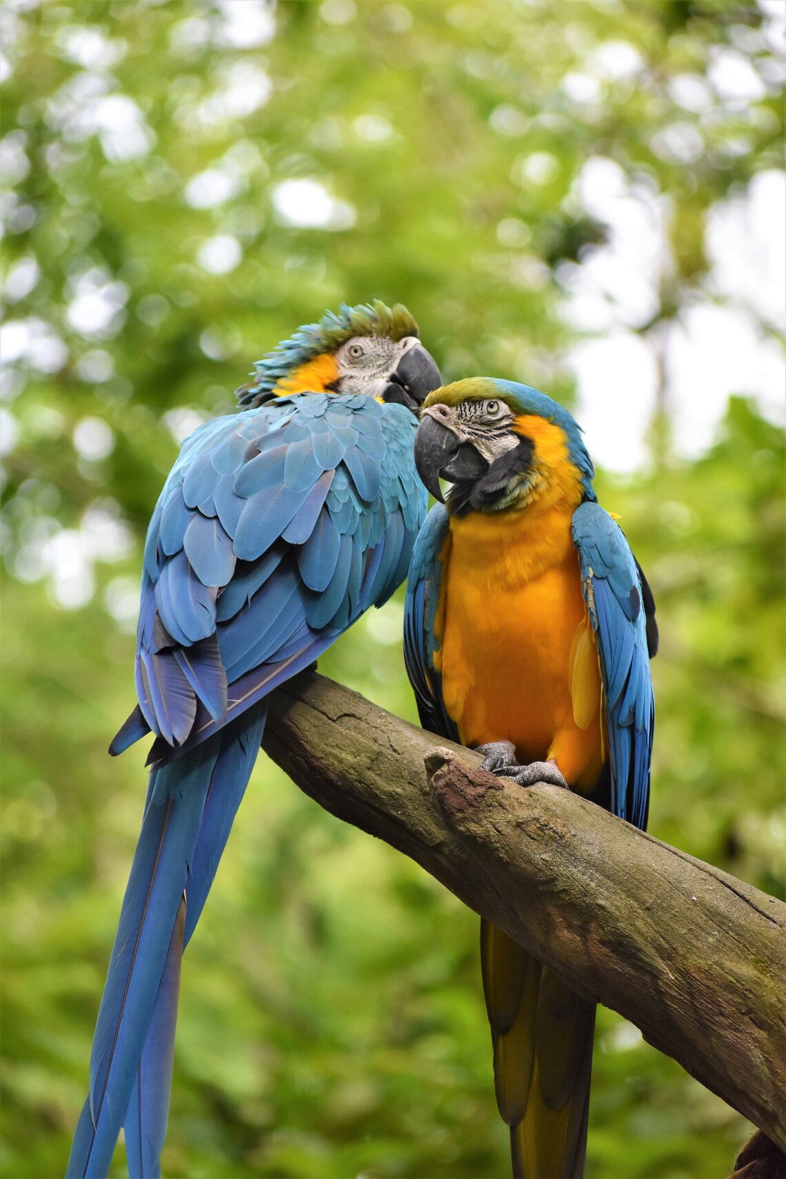 Macaws Digital Photo | Etsy