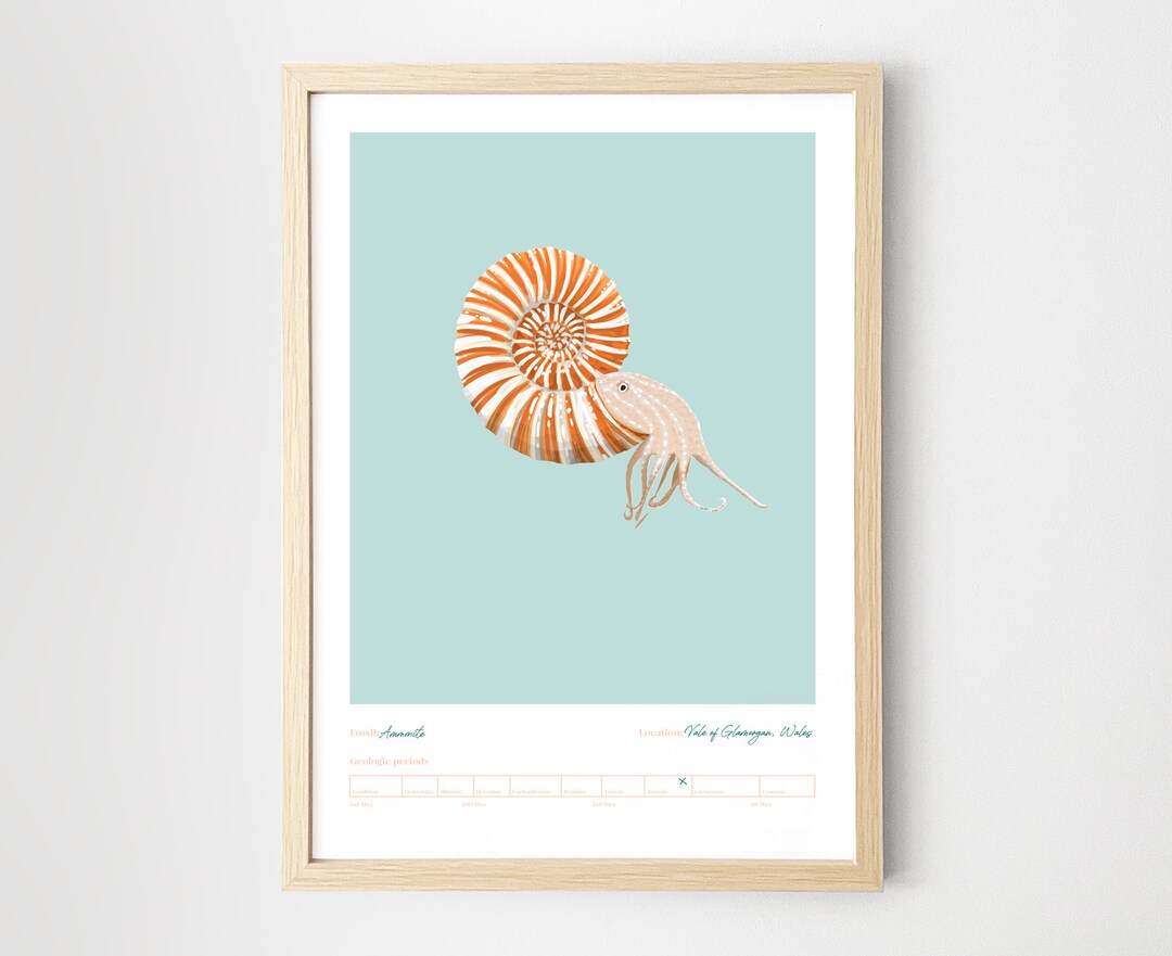 Ammonite Fossil Poster A4 Unframed - Etsy