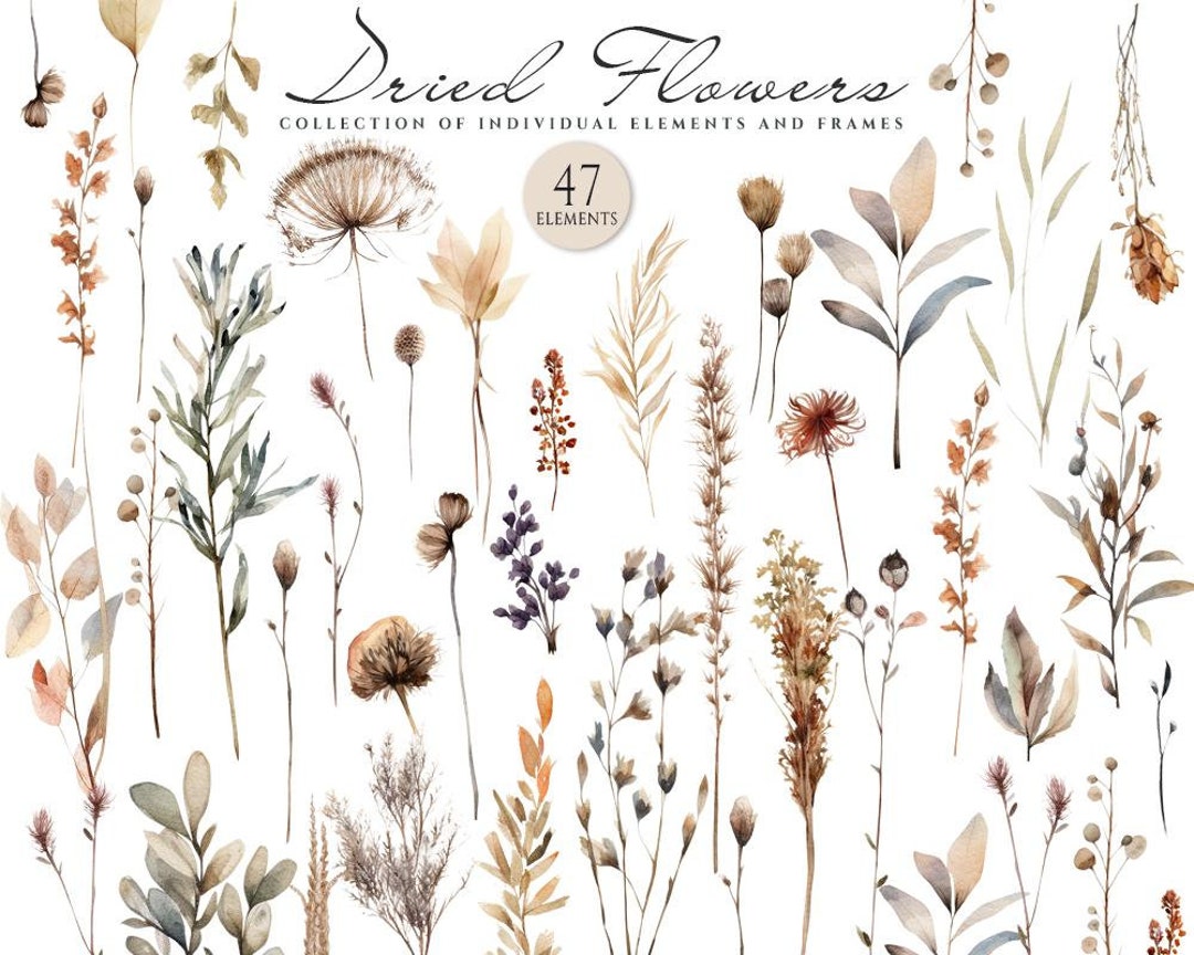 Watercolor Dried Flowers Clipart, Boho Flowers, Watercolor Floral ...
