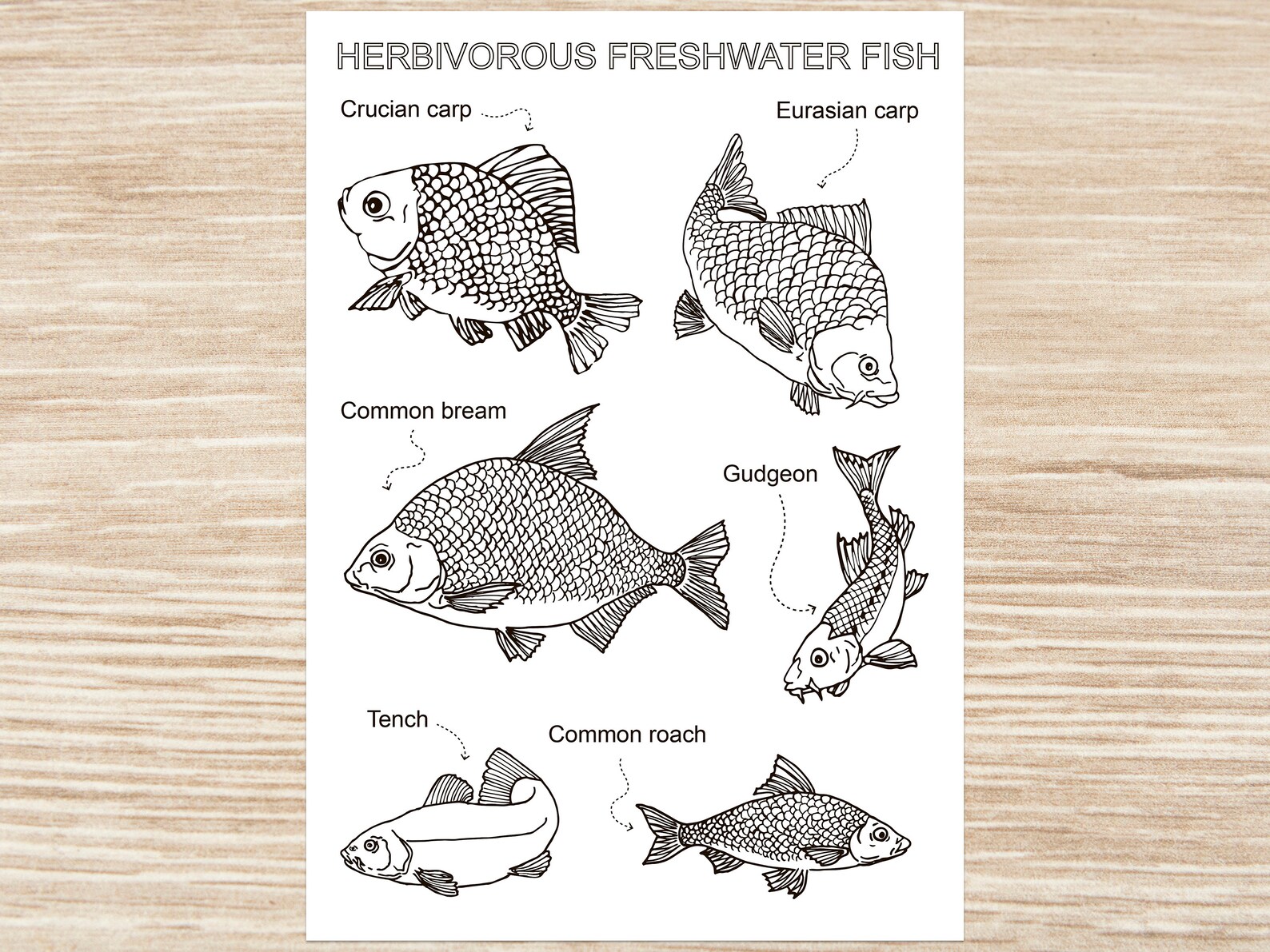 Printable Carp Bream Fish Coloring Activity Pagespdf | Etsy