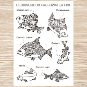 Printable Carp Bream Fish Coloring Activity Pagespdf | Etsy