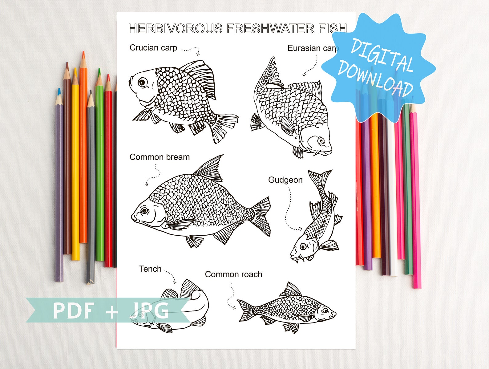 Printable Carp Bream Fish Coloring Activity Pagespdf | Etsy