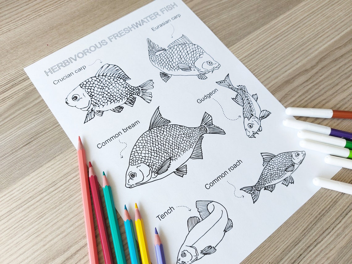 Printable Carp Bream Fish Coloring Activity Pagespdf | Etsy